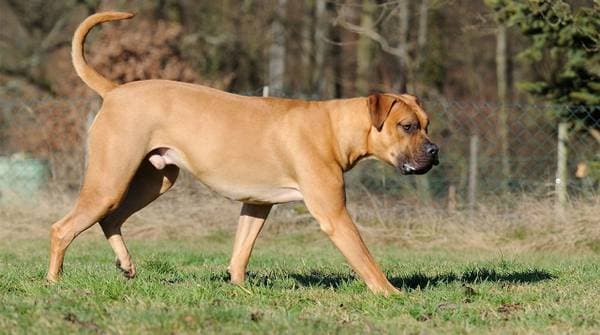 Armenian Gampr Dog Dog Breed - Dog World