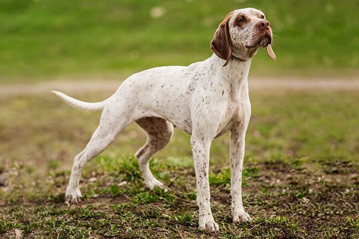 Braque Saint-Germain Dog Breed - Dog World